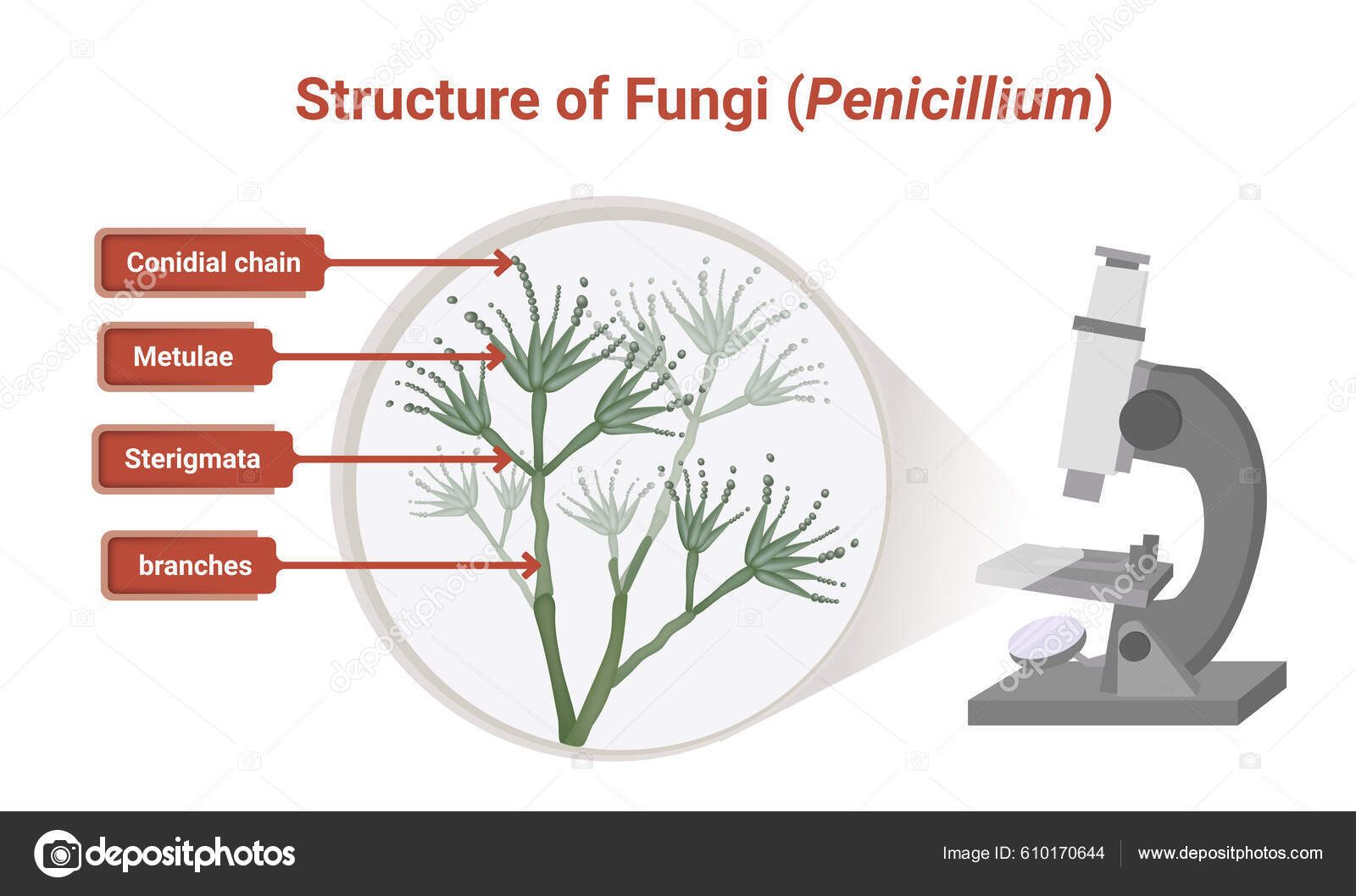 Diagrama Rotulado De Penicillium