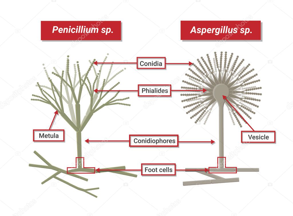 Diagrama Rotulado De Penicillium