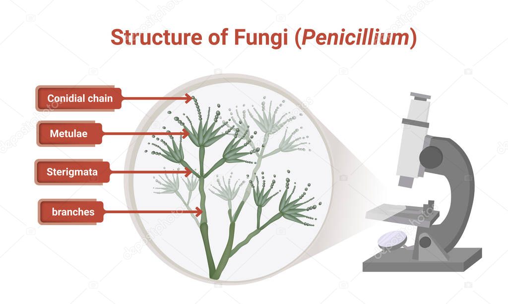 Penicillium bajo el microscopio óptico, Estructura de Penicillium ...