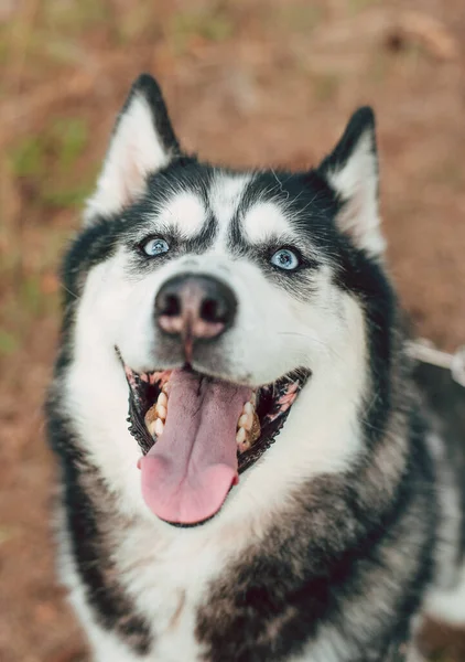 Happy husky Stock Photos, Royalty Free Happy husky Images | Depositphotos