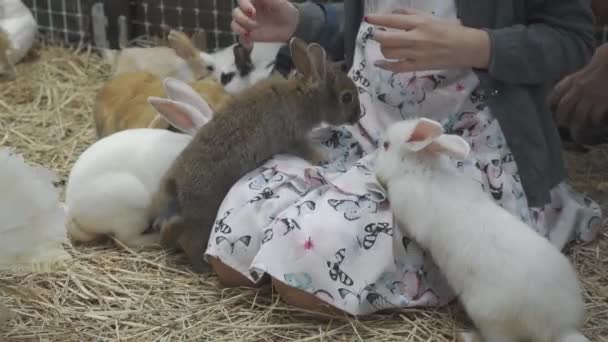Woman Feeding Rabbits