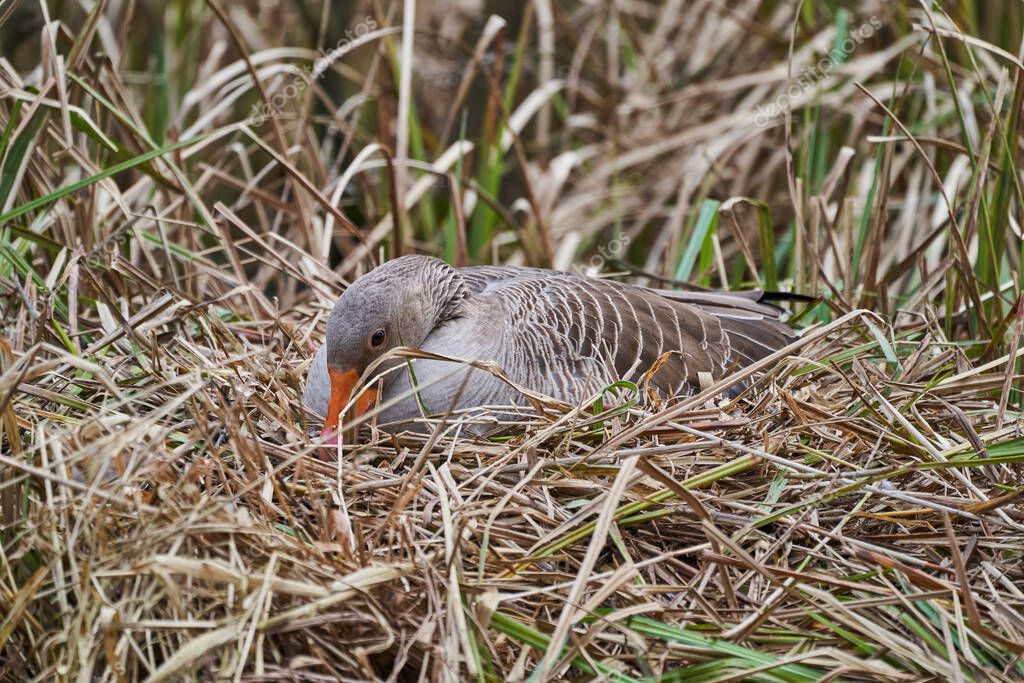 Wild Goose es una gran ave acuática migratoria, sentada en un nido ...
