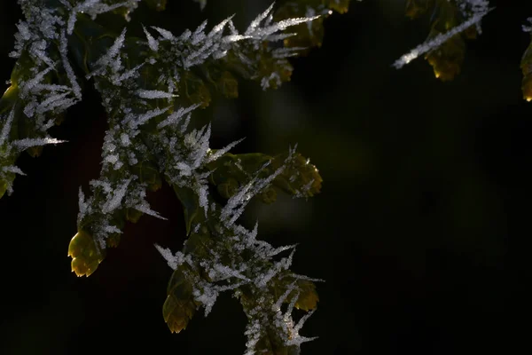 Congelamento dei fiocchi Stock Photos, Royalty Free Congelamento dei ...