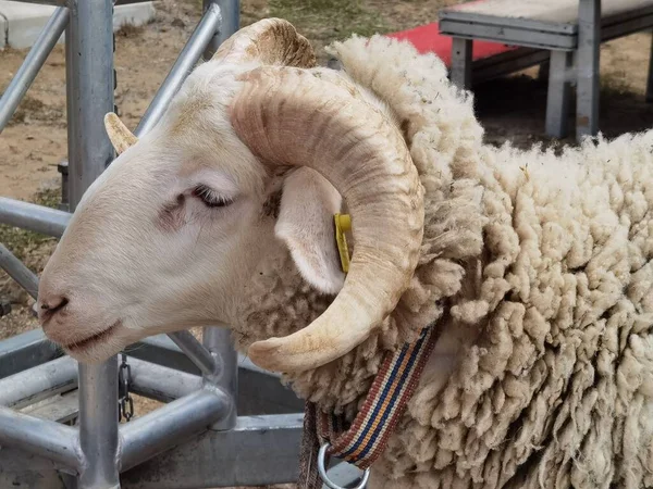 Carnero merino arles Stock Photos, Royalty Free Carnero merino arles ...