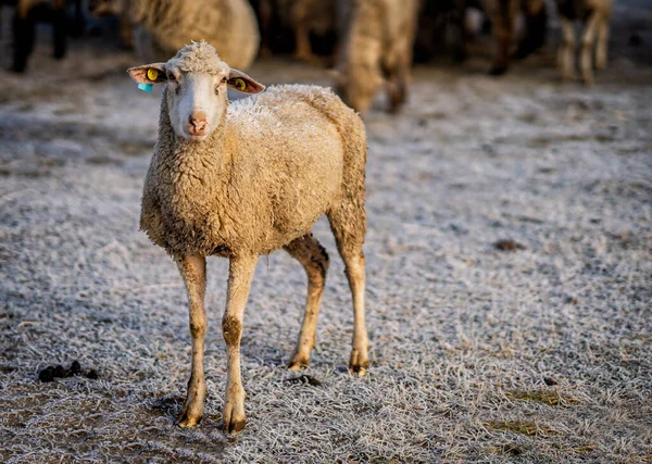 Ethiopian shepherd Stock Photos, Royalty Free Ethiopian shepherd Images ...