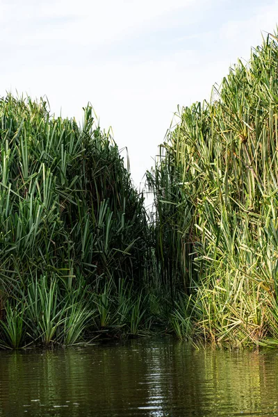 El crecimiento de la pequeña isla de la planta de la fiebre del brote ...