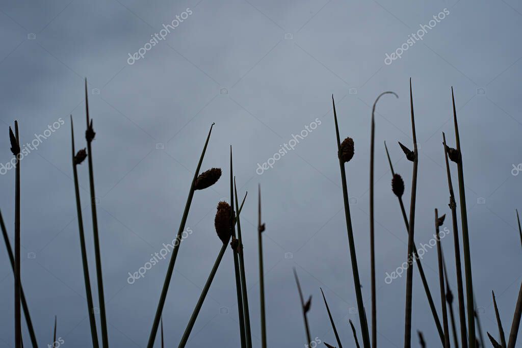 Silhouette of the spikerush or locally known as rumput purun or kercut ...
