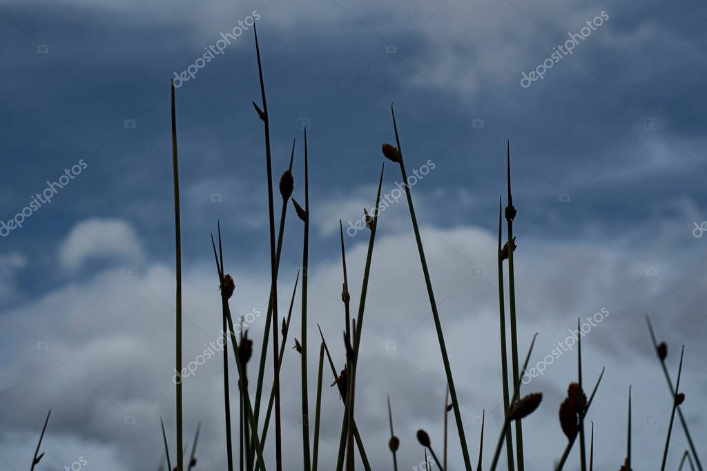 Silueta del spikerush o conocido localmente como ronroneo de rumput o ...