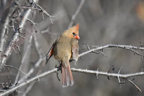 Yellow Billed Cardinal