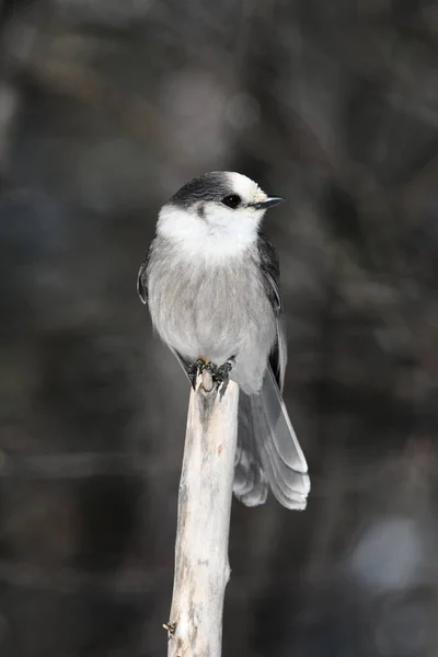Canada jay Stock Photos, Royalty Free Canada jay Images | Depositphotos