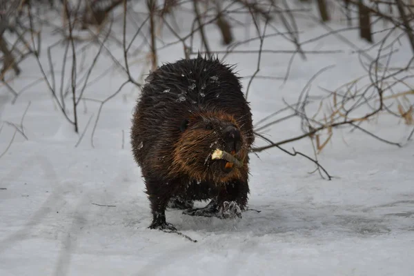 Castores canadenses Stock Photos, Royalty Free Castores canadenses ...