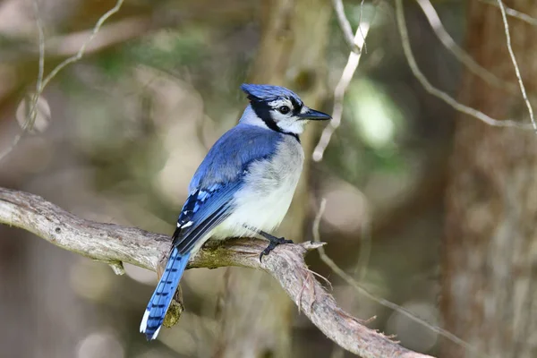 Bluejay Stock Photos, Royalty Free Bluejay Images | Depositphotos