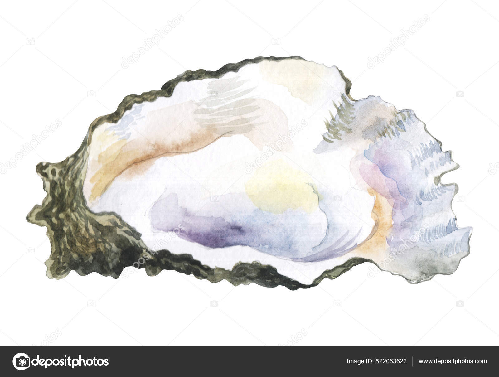 Oyster Watercolor