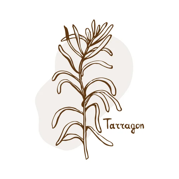 Tarragon Vector Herbs Spices Hand Drawn Vector Illustration Sketchy ...