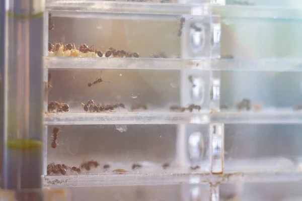An ant farm with a colony of ants in a transparent container for ...