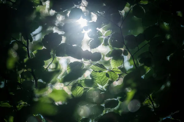 ambient Light through the trees in the autumn forest - Stock Image ...