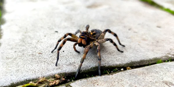 Harry potter spider Stock Photos, Royalty Free Harry potter spider ...