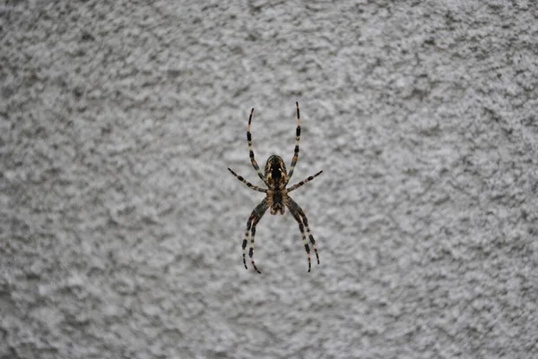 Ottawa spider Stock Photos, Royalty Free Ottawa spider Images ...