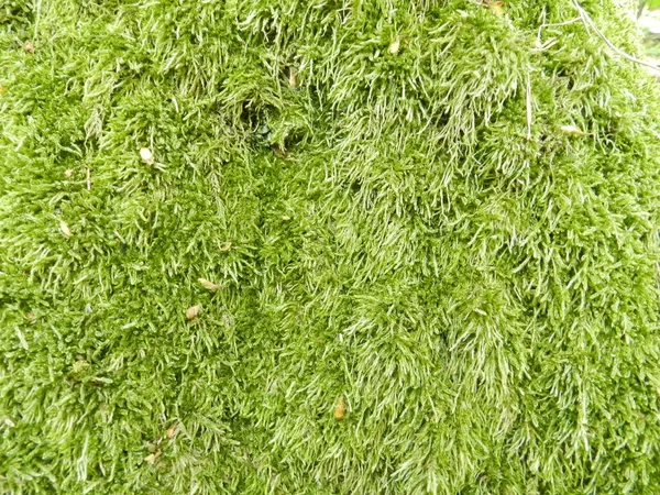 Pickle grass Stock Photos, Royalty Free Pickle grass Images | Depositphotos