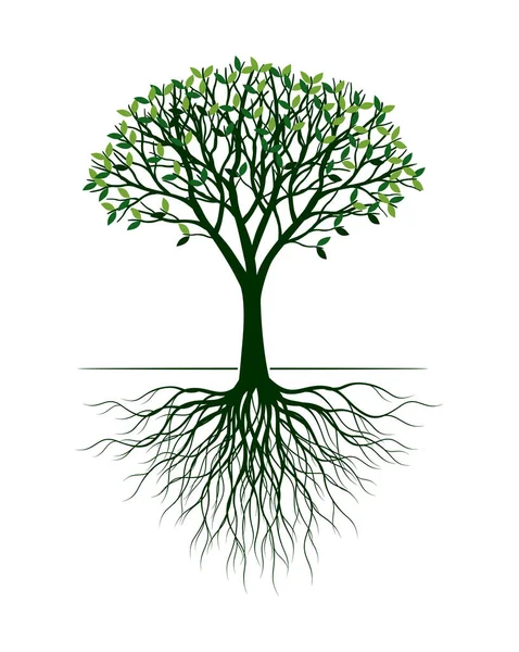 Green Tree Roots Vector Outline Illustration Stock Vector by ...
