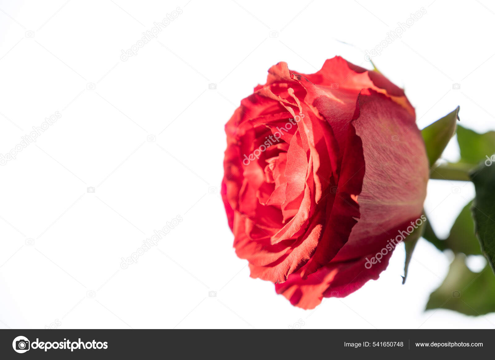 Red Roses Isolated White Background — Stock Photo © RedaG #541650748