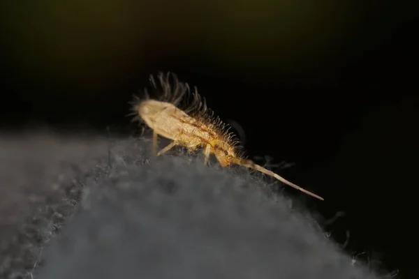 Springtail Stock Photos, Royalty Free Springtail Images | Depositphotos