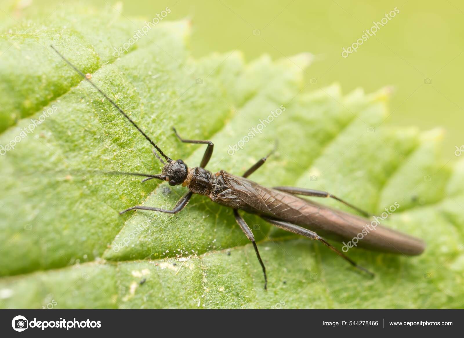 Insect Plecoptera Leaf — Stock Photo © Vacek #544278466