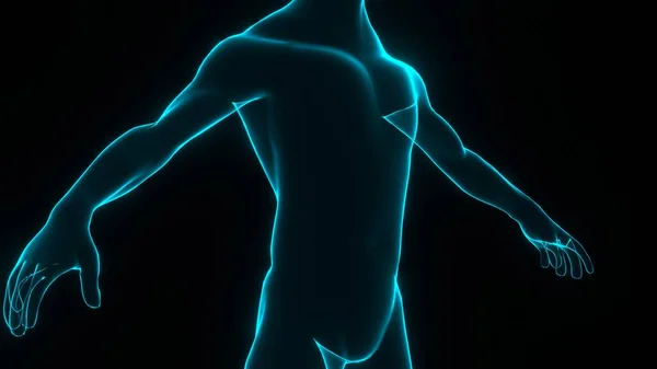 Body modules Stock Photos, Royalty Free Body modules Images | Depositphotos