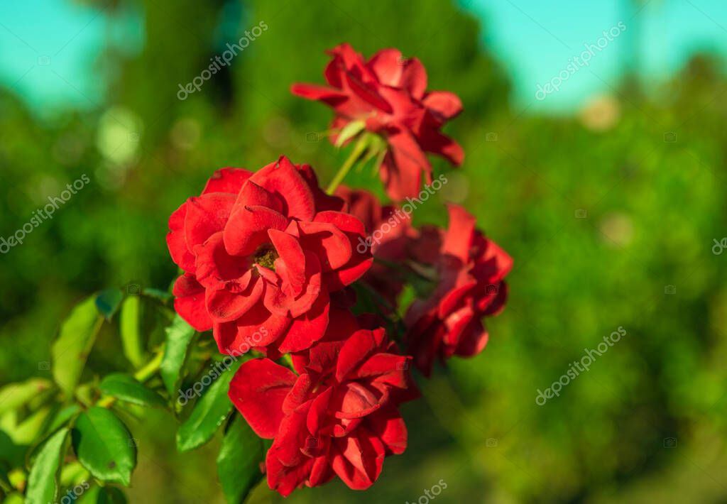 rosa roja (rosa chinensis Jacq) También conocida como rosa china. 2024