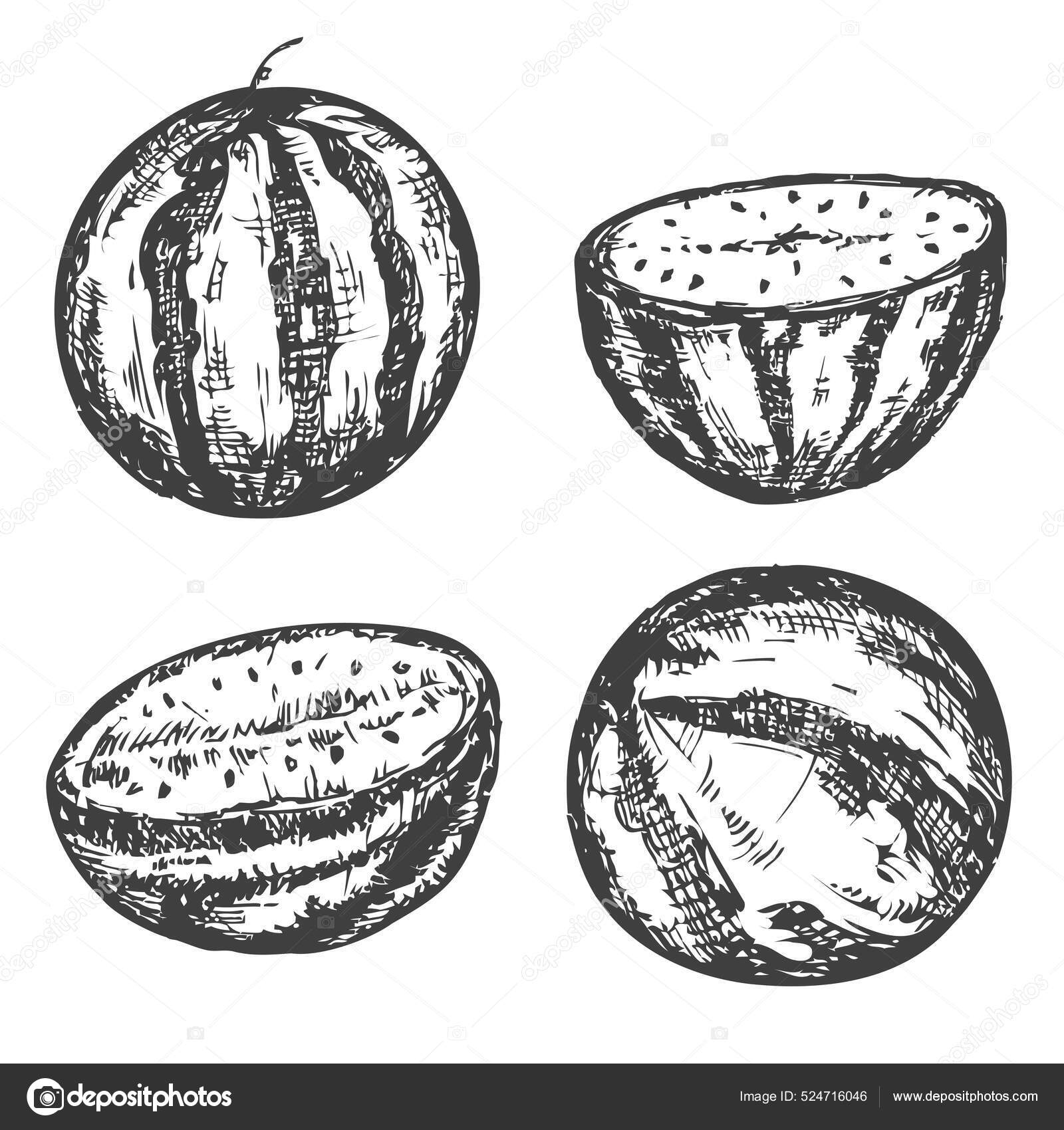 Set Vector Hand Draw Watermelon Isolated White Background Botanical ...