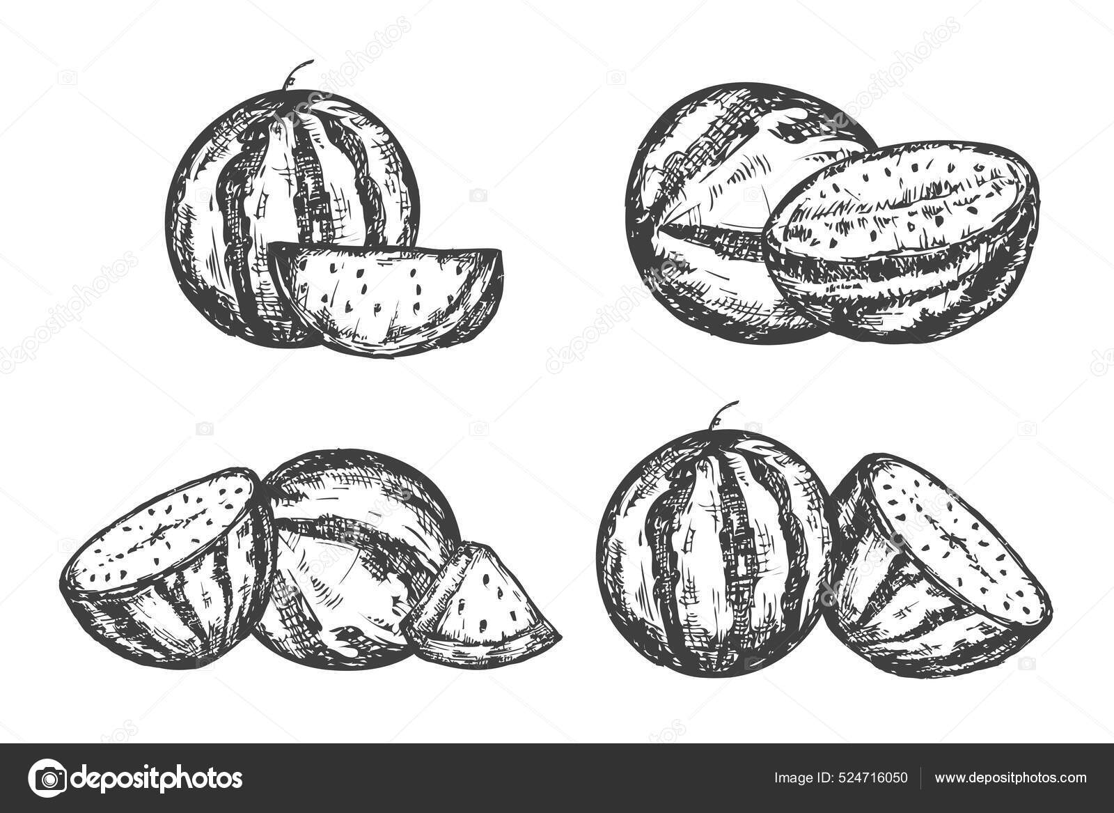 Set Vector Hand Draw Watermelon Isolated White Background Botanical ...