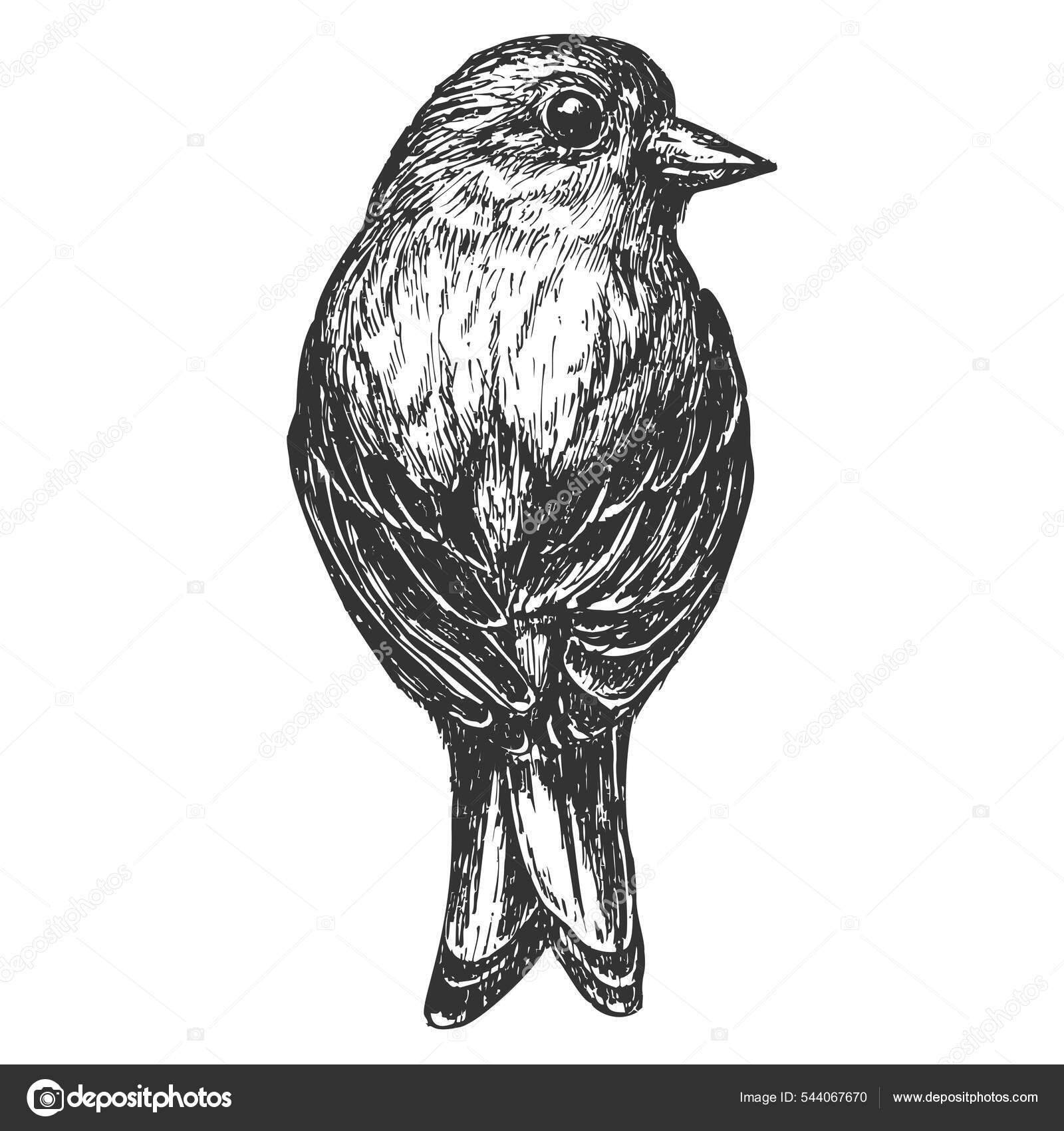 Bird Hand Drawn Isolated White Background Vector Element Sketch ...
