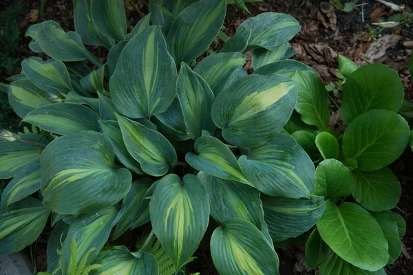 Black false hellebore fotos de stock, imágenes de Black false hellebore ...