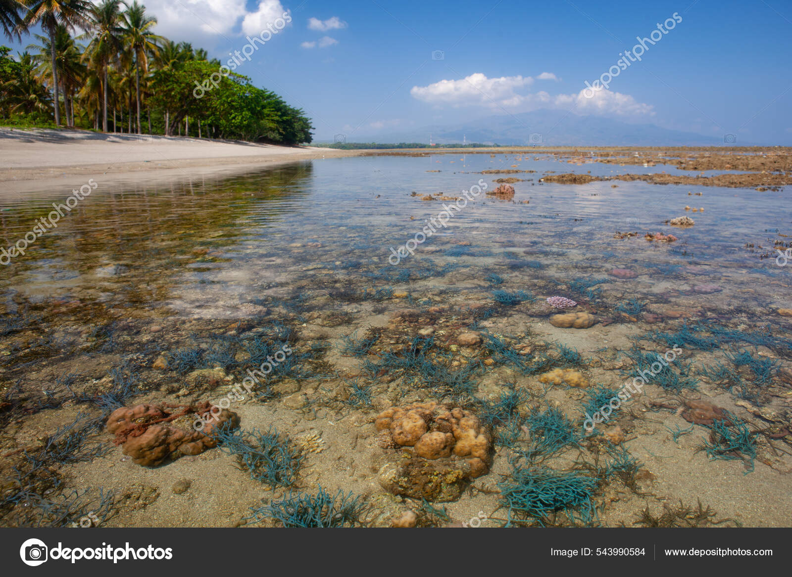 Corals Sponges Other Marine Life Grow Extremely Shallow Water Coast ...