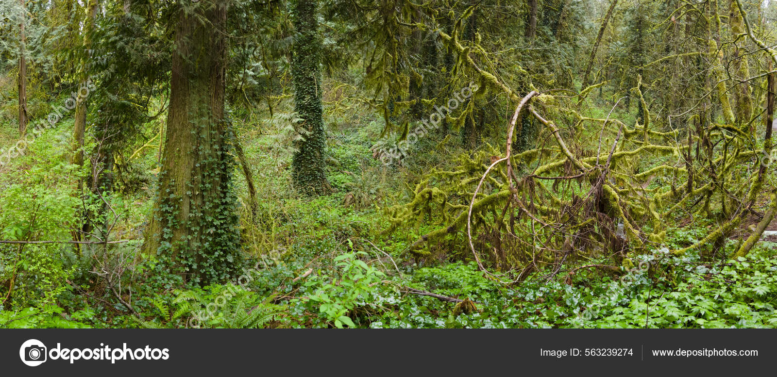 Ein Gewirr Aus Bäumen Und Unterholz Gedeiht Tryon State Park ...
