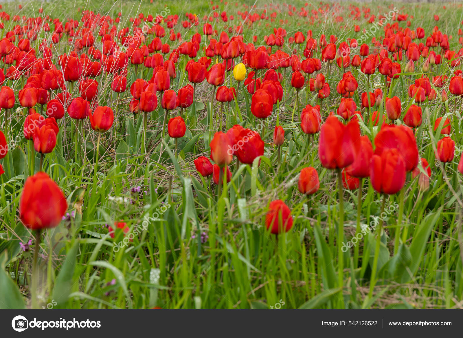 Bunga Tulip Merah