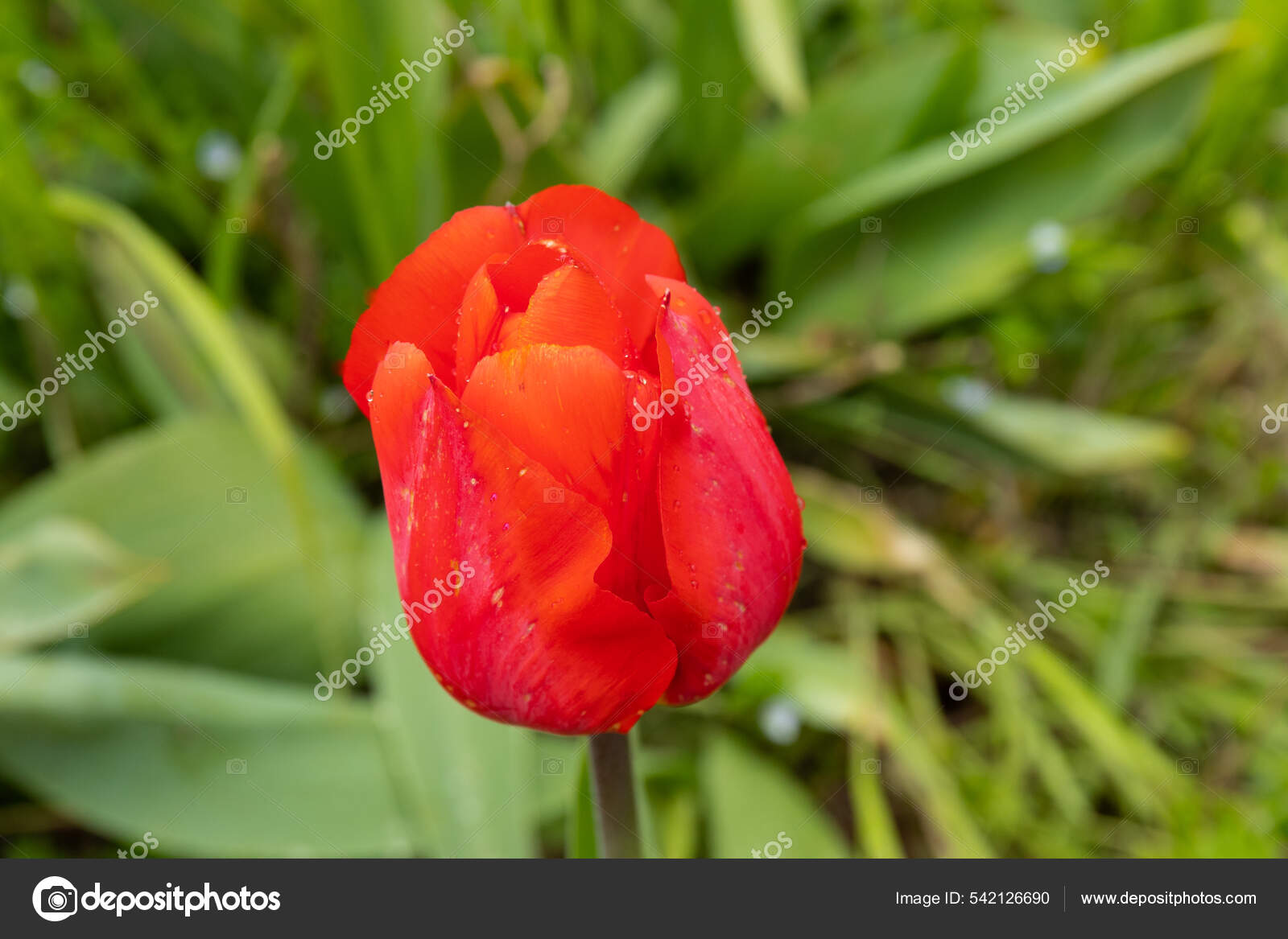 Bunga Tulip Merah
