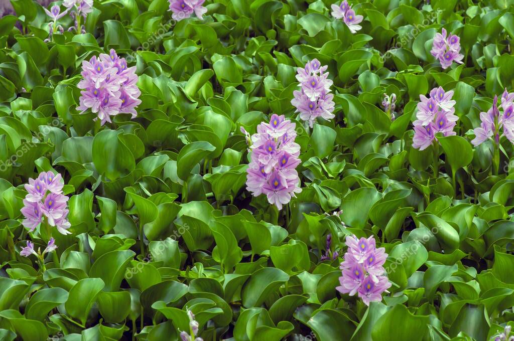 Eceng gondok, Flores de jacinto de agua (Eichhornia crassipes), flor de ...