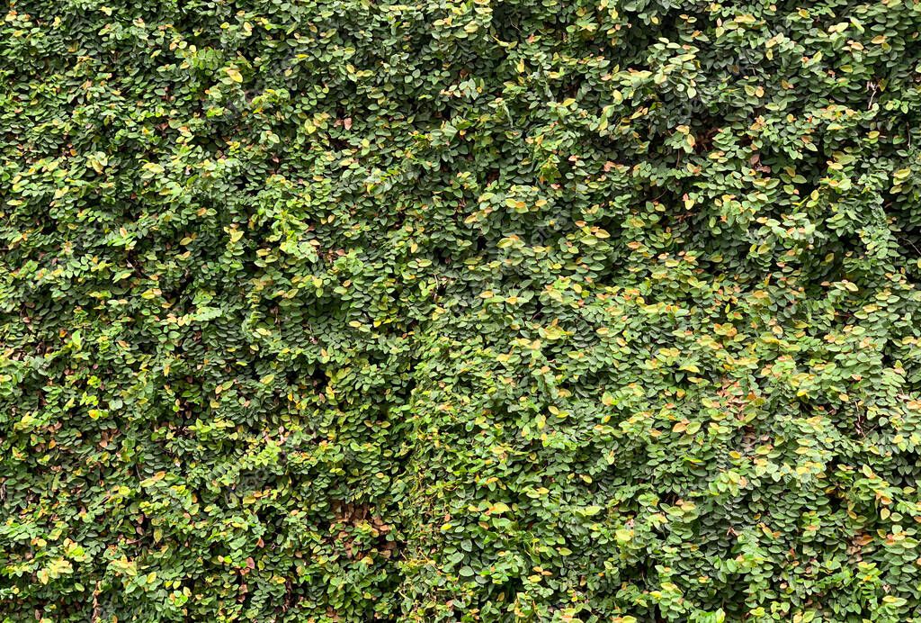 Daun Dolar Rambat, (Ficus pumila) es una especie de vid de la familia ...