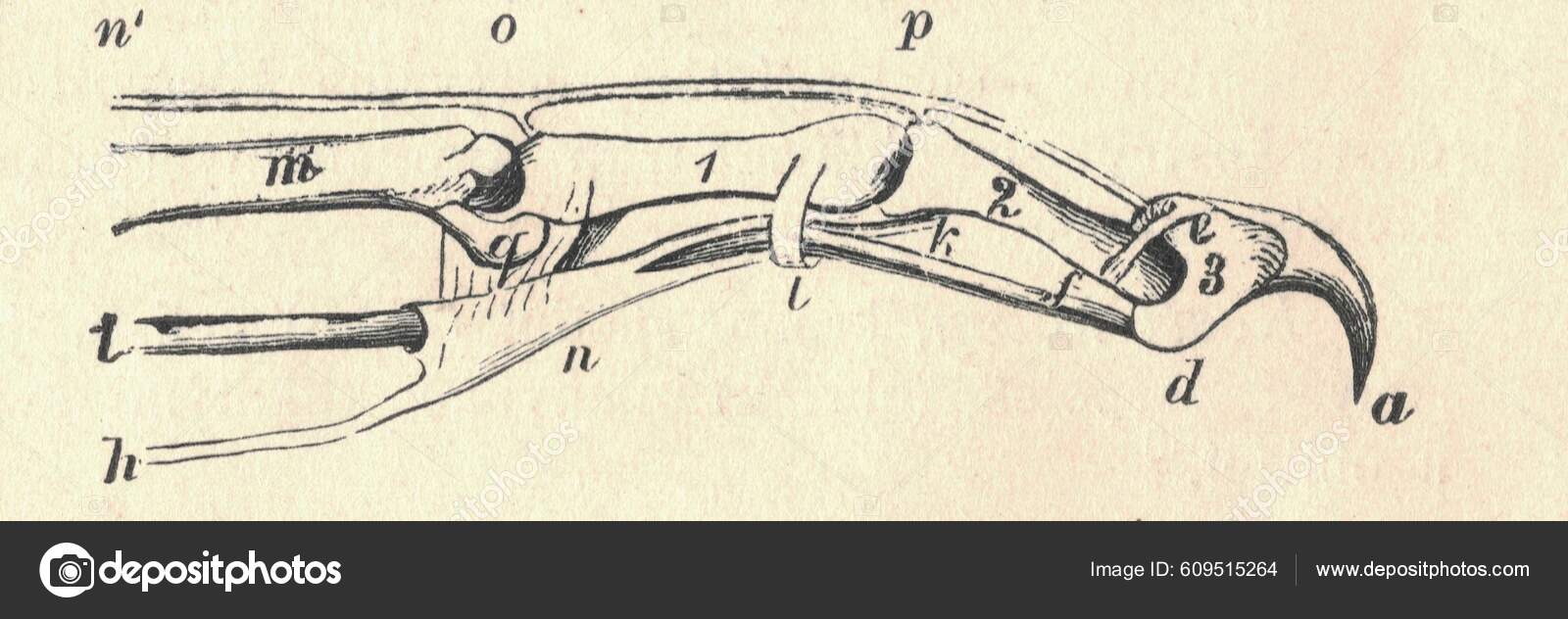Cat Claw Anatomy Cross Section Cat Claw Vintage Illustration — Stock ...
