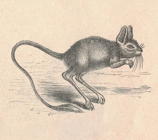 1800s public domain Stock Photos, Royalty Free 1800s public domain ...