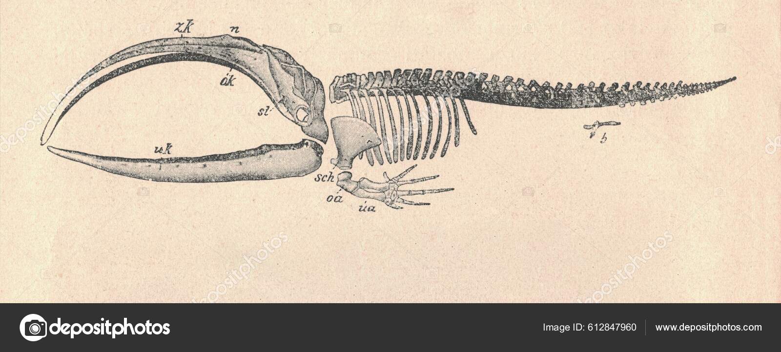 Skeleton Bowhead Whale Antique Engraved Illustration Bowhead Whale ...