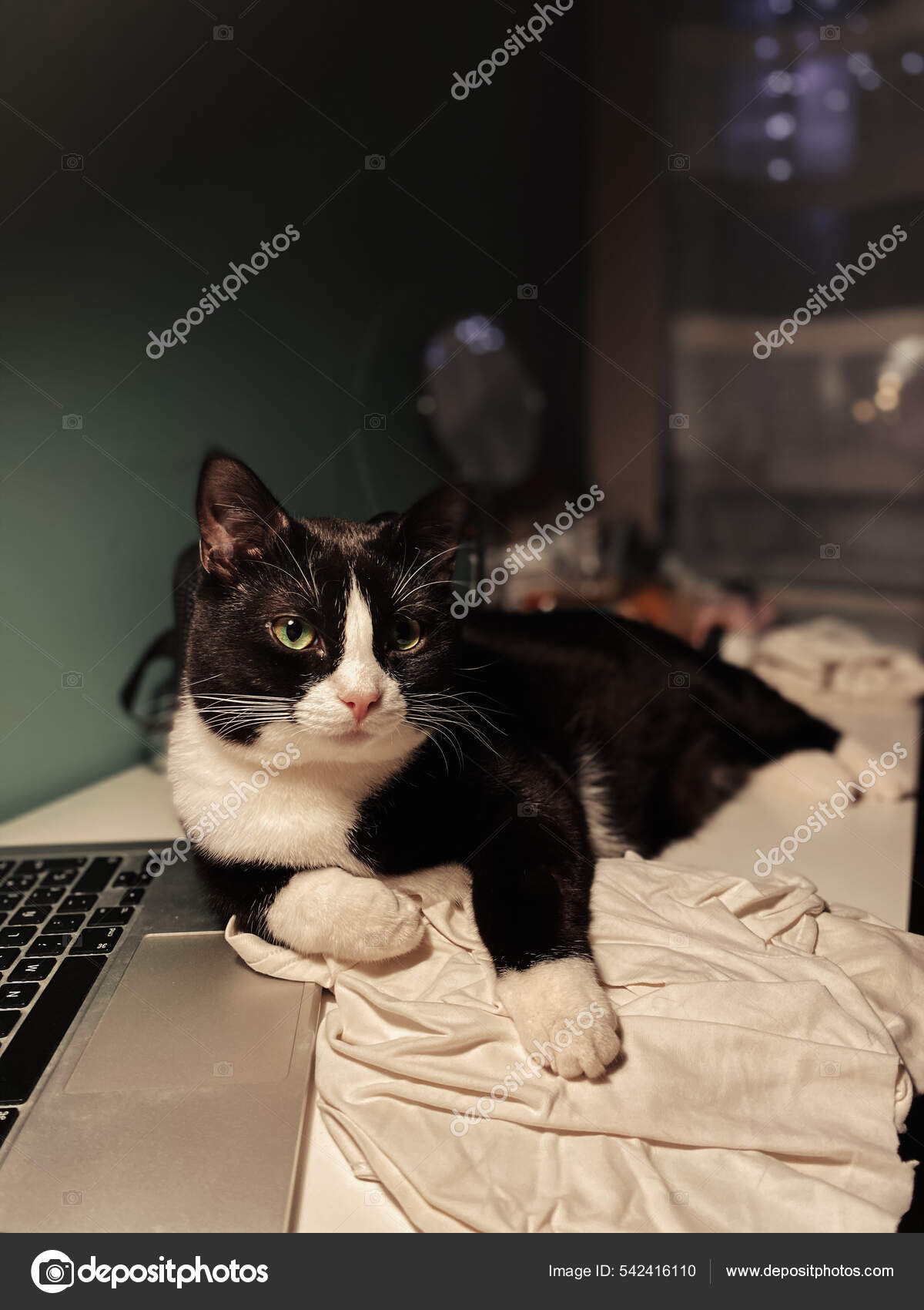Black Cat White Neck Lying White Office Desk Next Laptop — Stock Photo ...