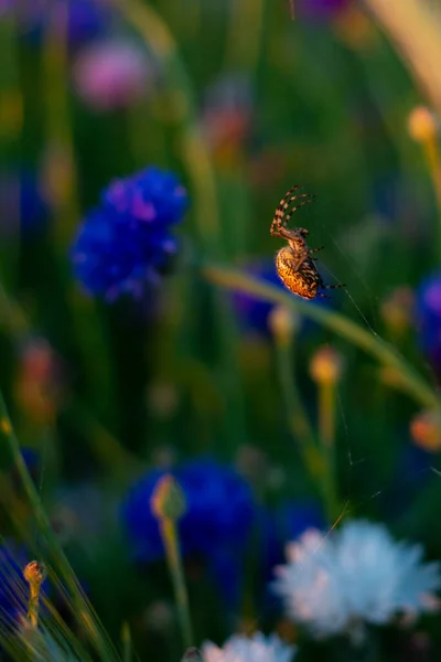 Insect grain Images - Search Images on Everypixel