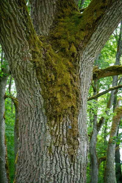 Moss-covered tree trunk in forest. Sign pointing north. Close up and ...