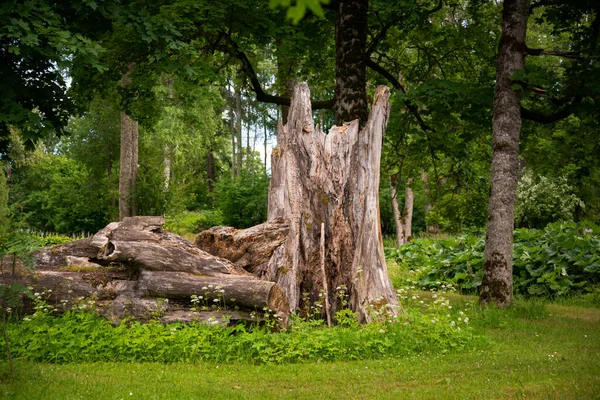 withered tree trunk has broken off in the park. The trunk broke off ...