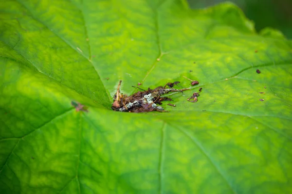 Close-up of tree bark and shavings strewn on a giant green (Astilboides ...