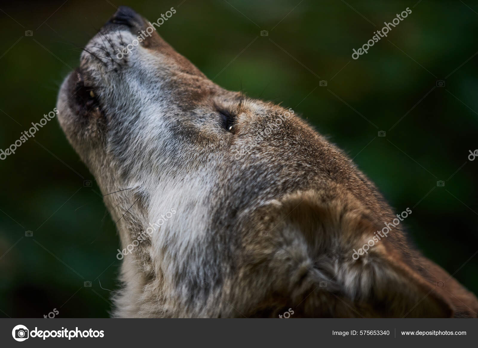 European Wolf Howling Zoo Beautiful Wild Animal Howling Closeup View ...