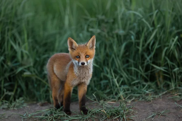 American red fox Stock Photos, Royalty Free American red fox Images ...