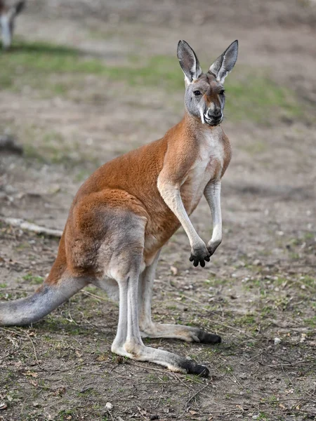 Kangaroo standing Stock Photos, Royalty Free Kangaroo standing Images ...